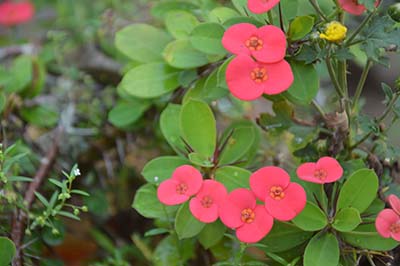 Udupi tourist places - Flowers