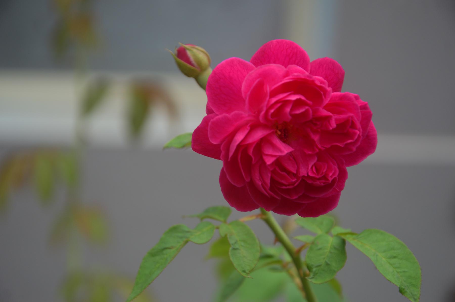 Udupi tourist places - Flowers