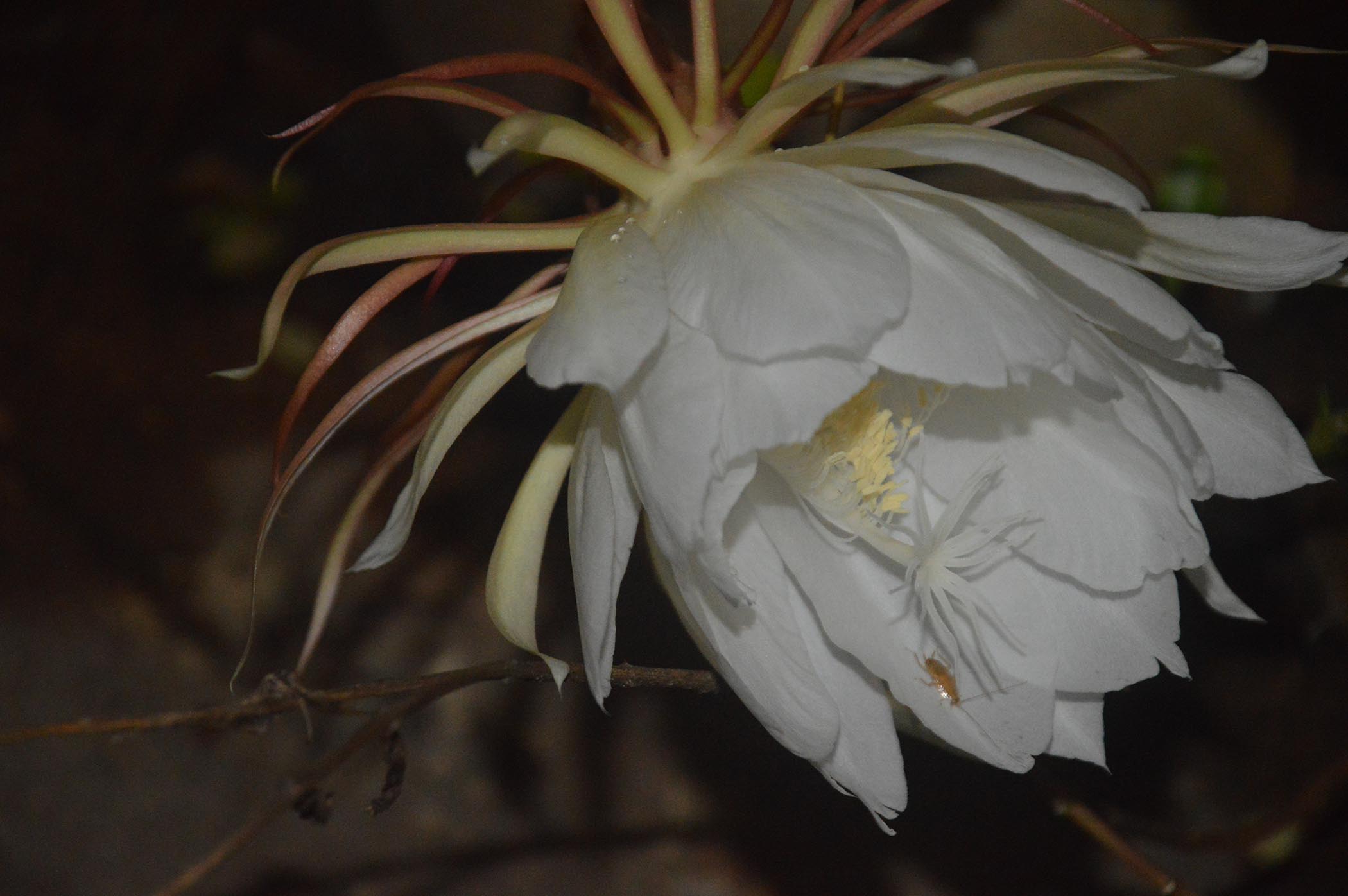 Udupi tourist places - Flowers