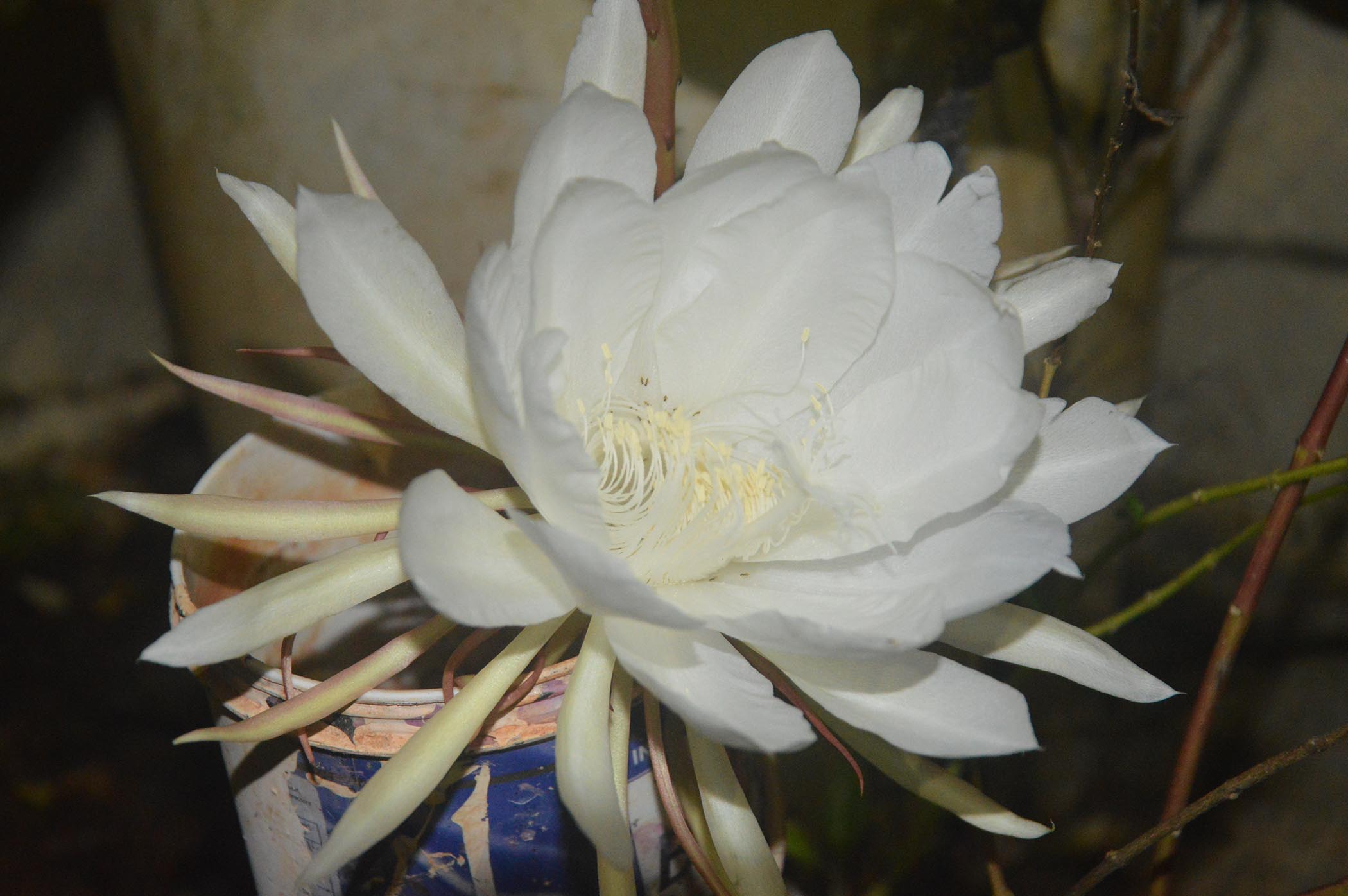 Udupi tourist places - Flowers